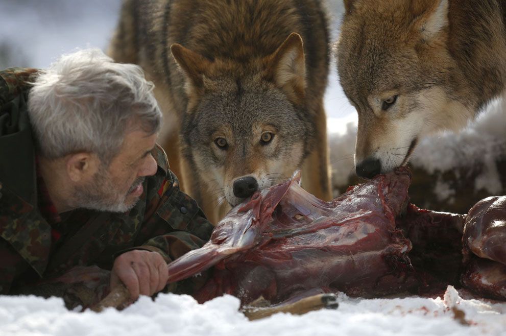 Meet 'The Wolf Man': German Researcher Werner Freund Feeds Wolves With ...