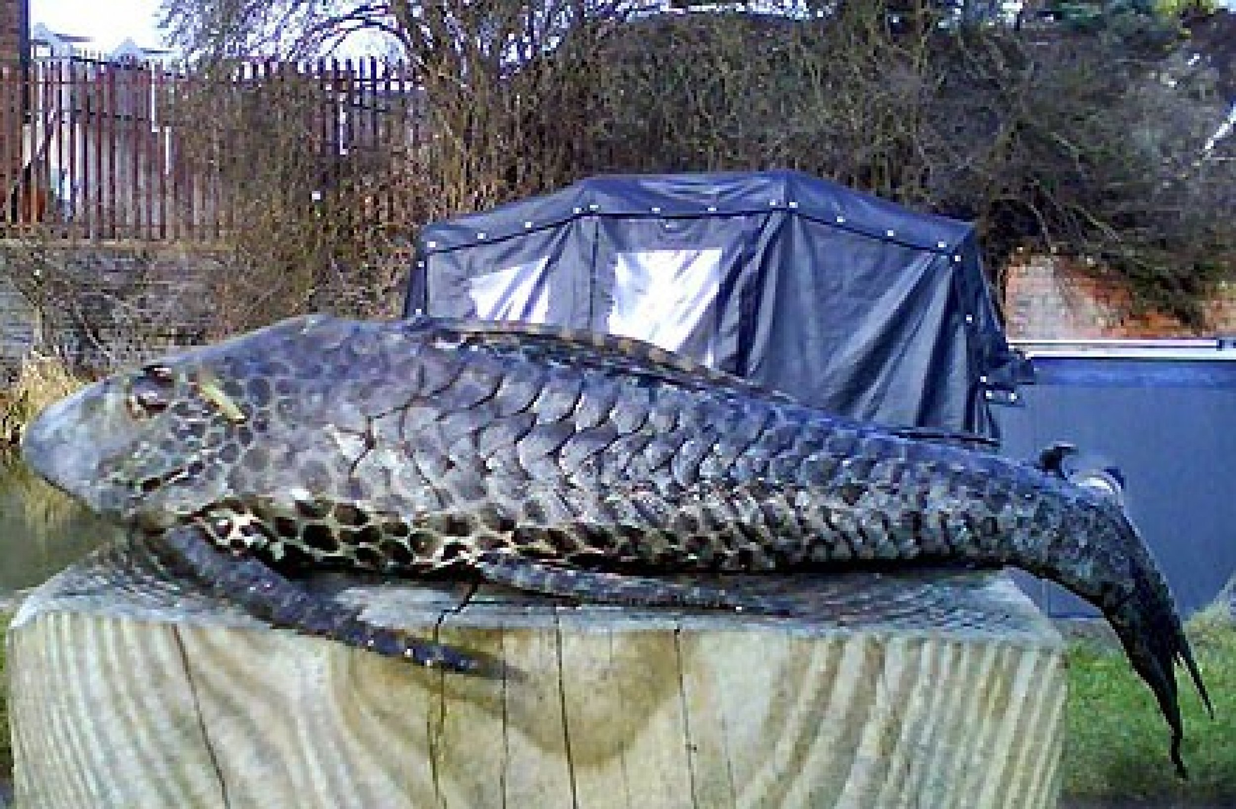 Armored Catfish 3 Things To Know About The Fish Destroying South Armored Catfish 3 Things To Know About The Fish Destroying South