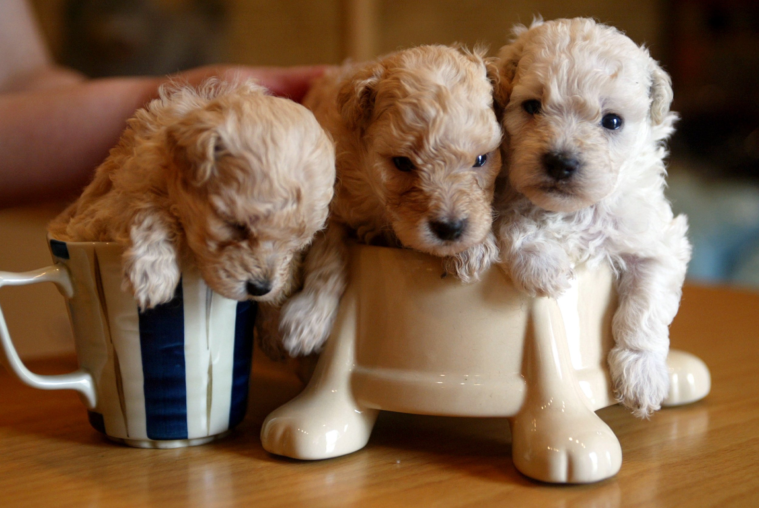 National Puppy Day: 15 Cute Photos Of The Top Dog Breeds In America ...