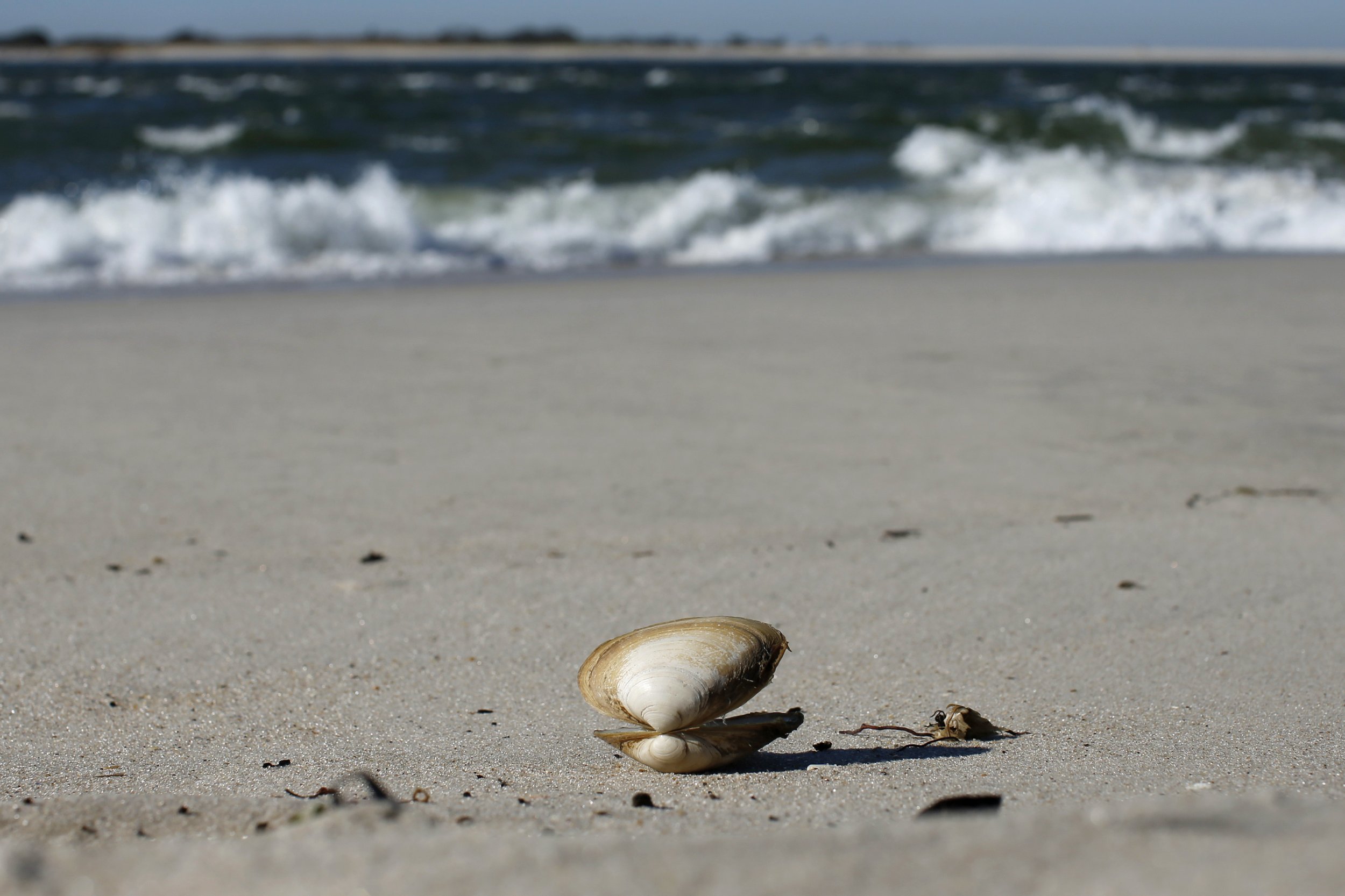 CO2 Emissions Threaten Seafood As Ocean Acidification Spreads Along US ...