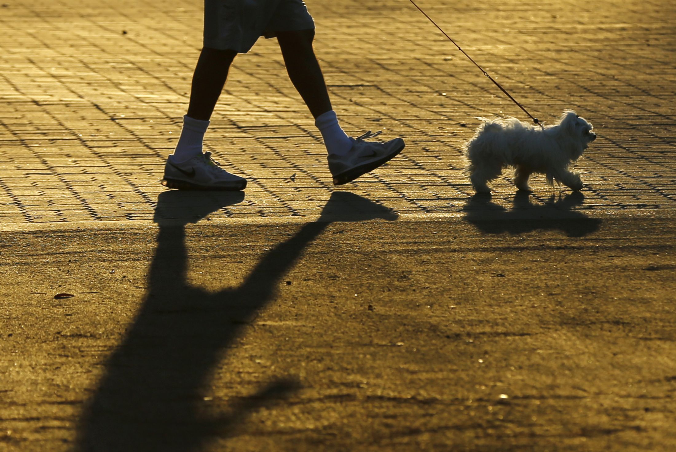 Can Dogs Pass Stomach Bugs To Other Dogs