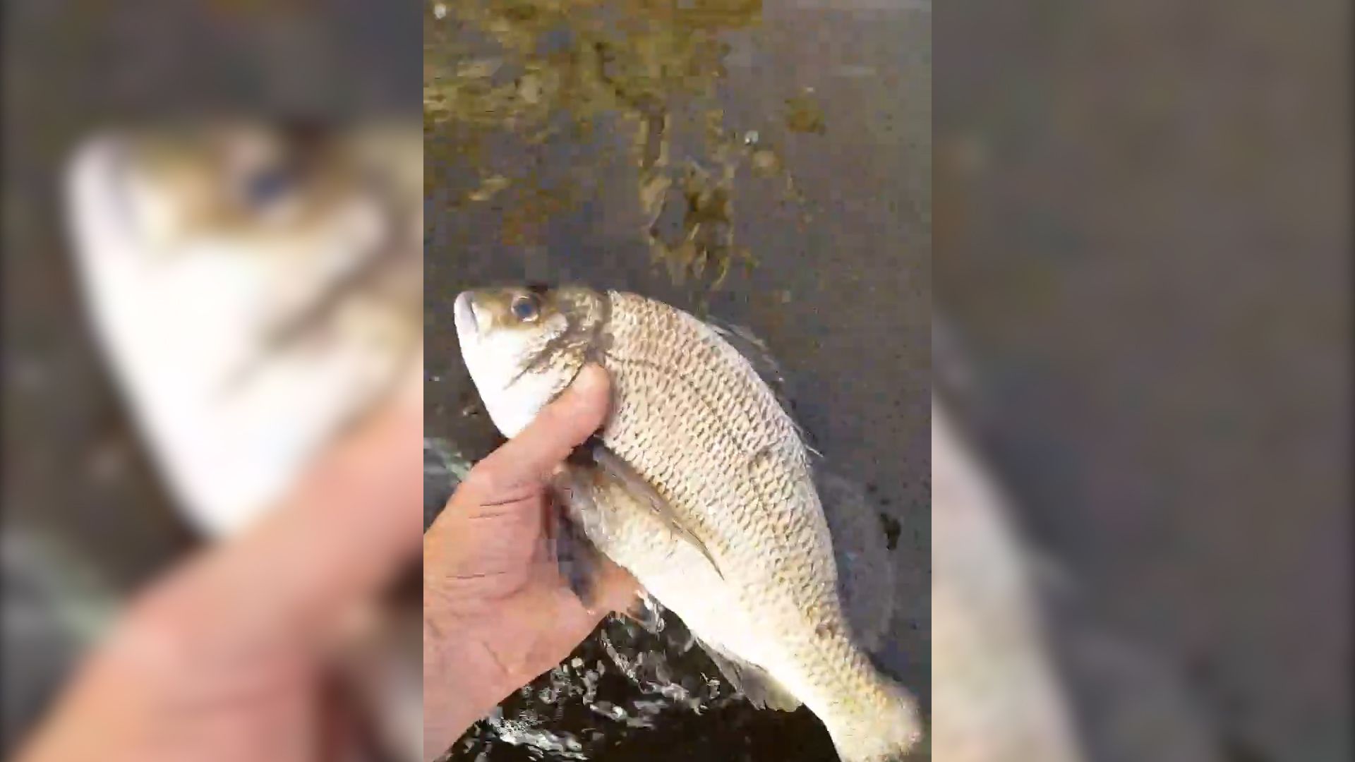 Australia Fish Kill: Low Oxygen, Toxic Compound In River May Be ...