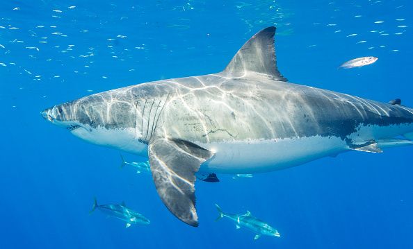 The Terrifying Great White Shark Named Katherine Was Spotted Again ...
