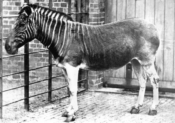 Zebra DNA Reveals 9 Different Kinds, Solves Mystery Of Extinct Quagga ...