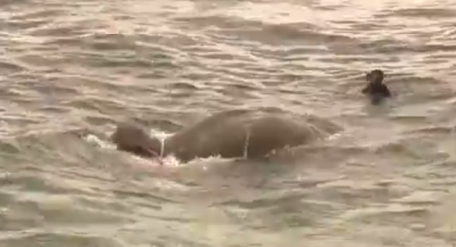 WATCH: Video Shows Elephant Being Rescued From Drowning In Ocean | IBTimes