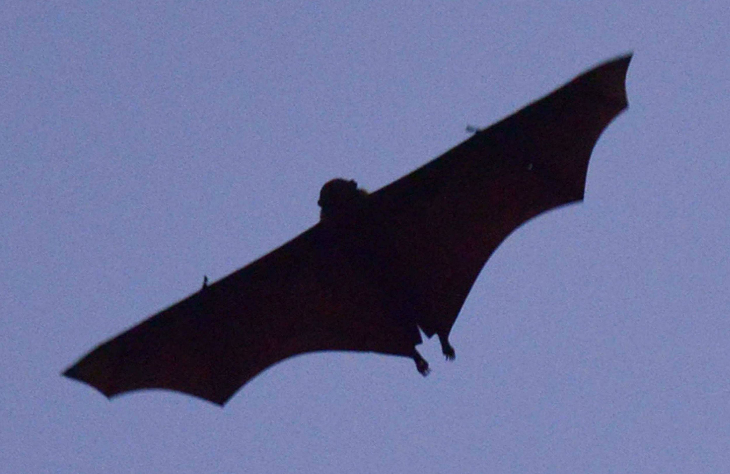 Almost 200 Guests Potentially Exposed To Rabid Bat At Nebraska Zoo ...