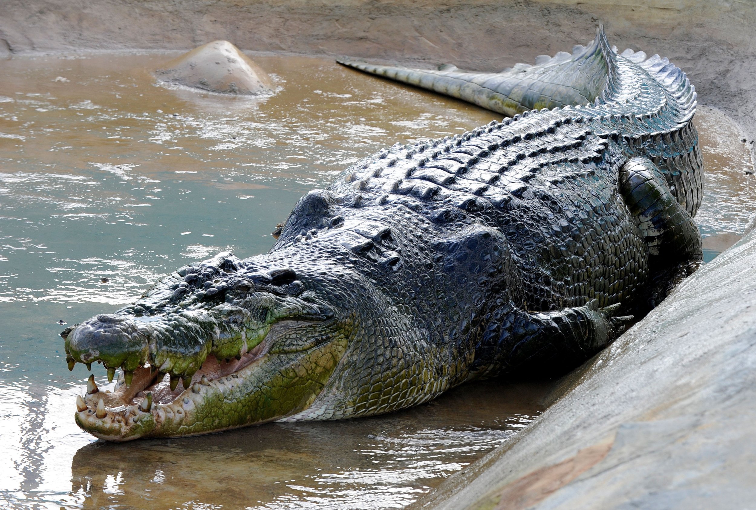 16 Foot Crocodile Eats 4 Year Old Child Alive In Front Of Her Mother 16 Foot Crocodile Eats 4 Year Old Child Alive In Front Of Her Mother