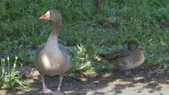 French ducks in the dock for quacking