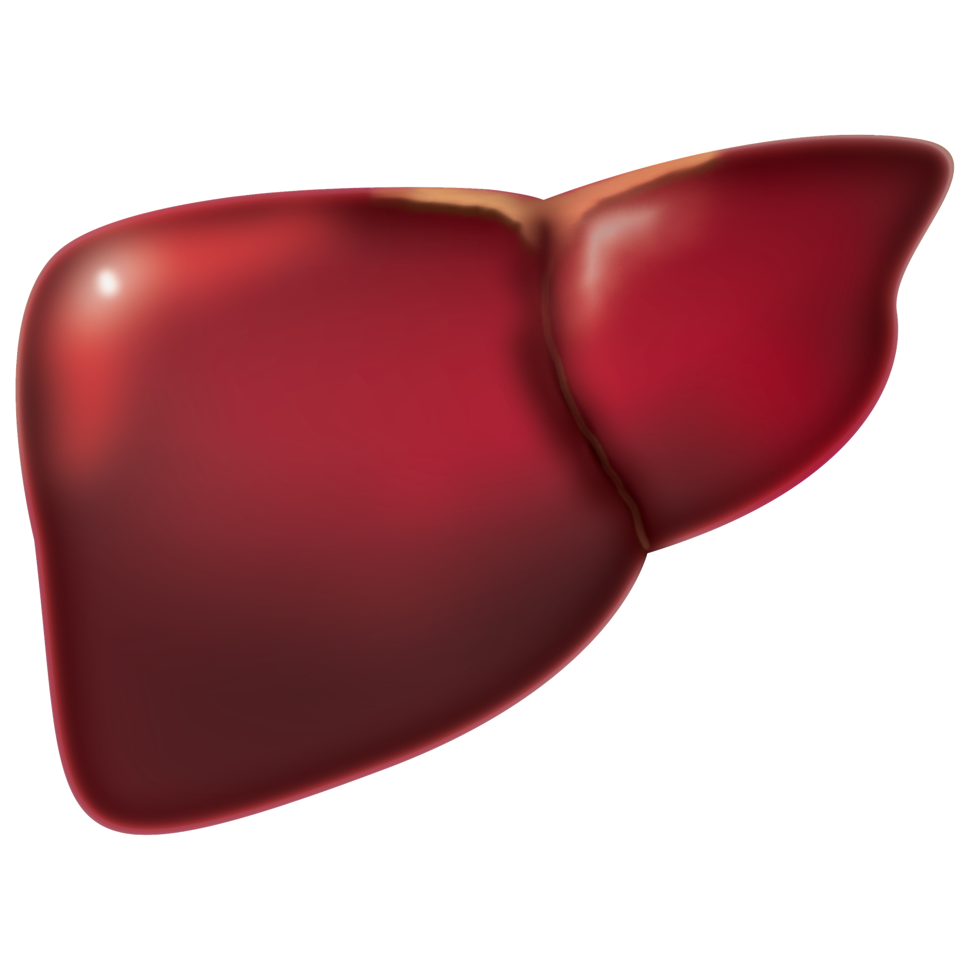Transforming Spleen Into Liver Might Solve Global Challenge For