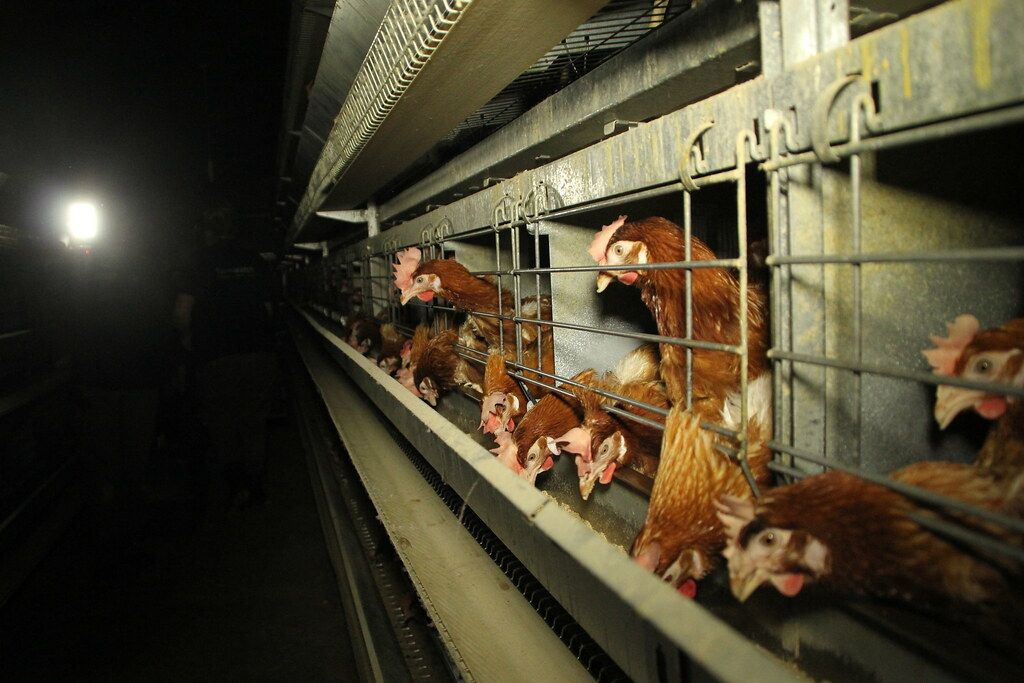 Historic Day for Animal Welfare: EU Plans To End Caged Farming | IBTimes