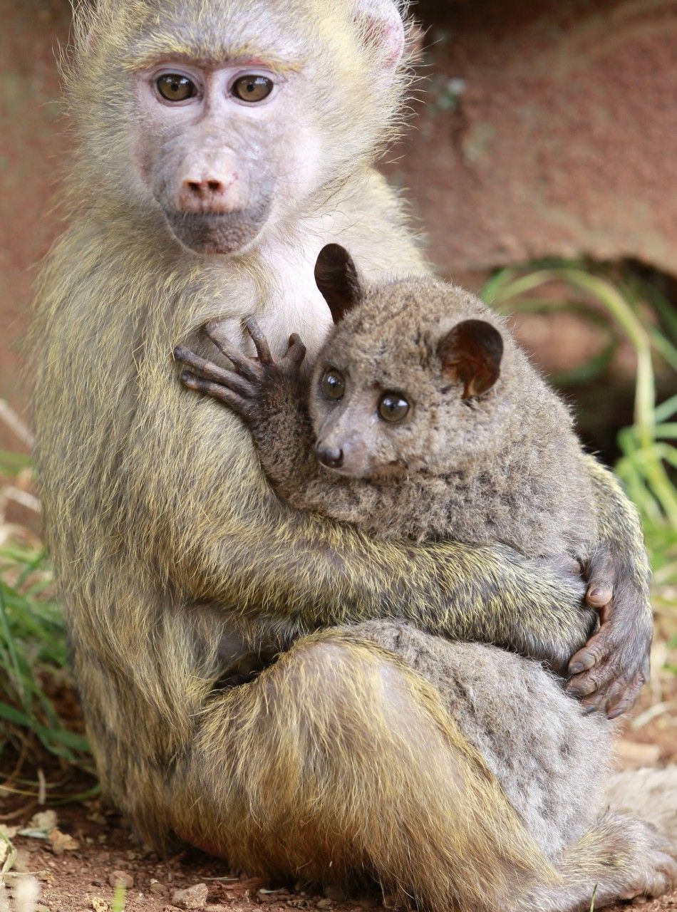 Unexpected Animal Friendships [PHOTOS] | IBTimes