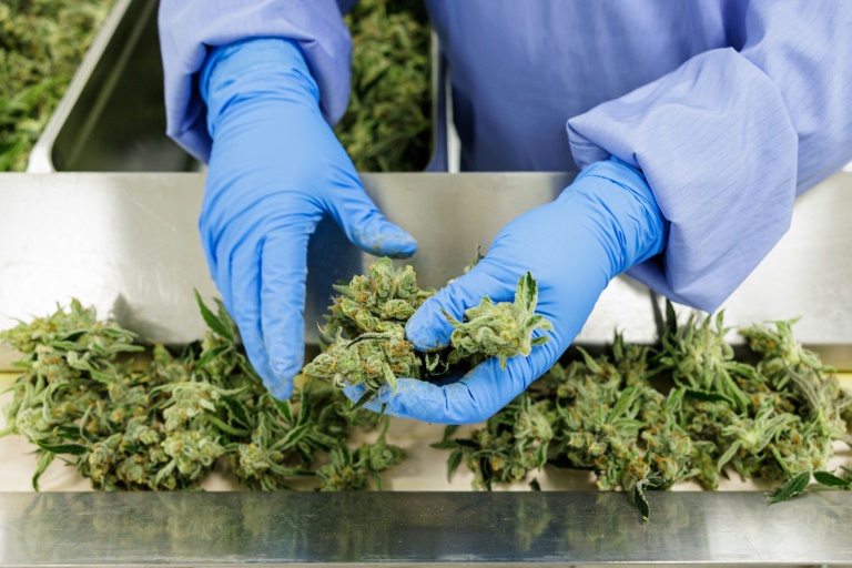 Germany s Homegrown Cannabis Industry Awaits Legalisation IBTimes Germany s Homegrown Cannabis Industry Awaits Legalisation IBTimes