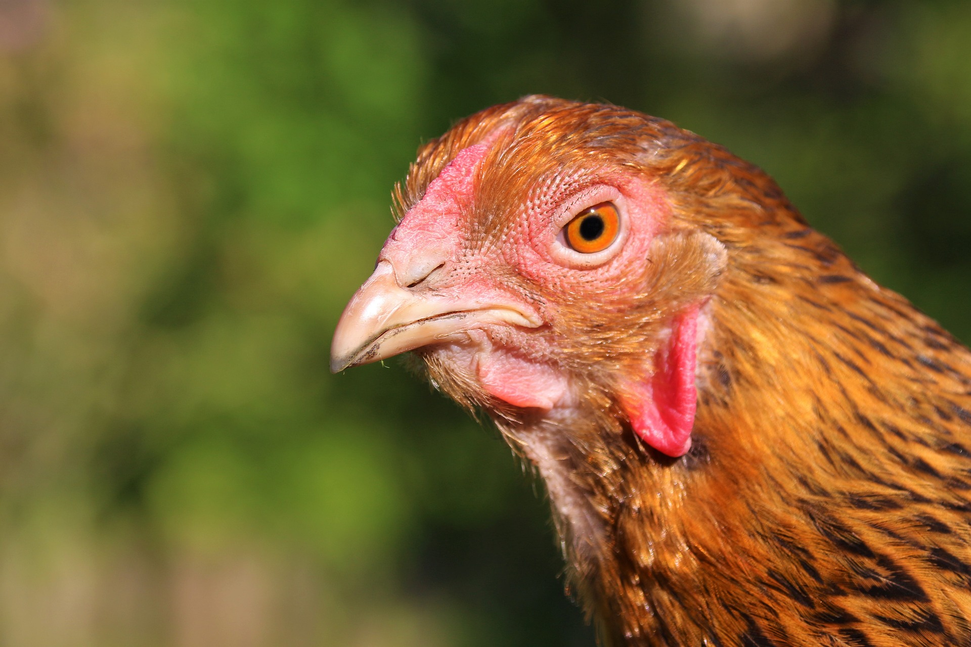 Man In Cancer Remission Killed By Aggressive Chicken Found In Pool Man In Cancer Remission Killed By Aggressive Chicken Found In Pool