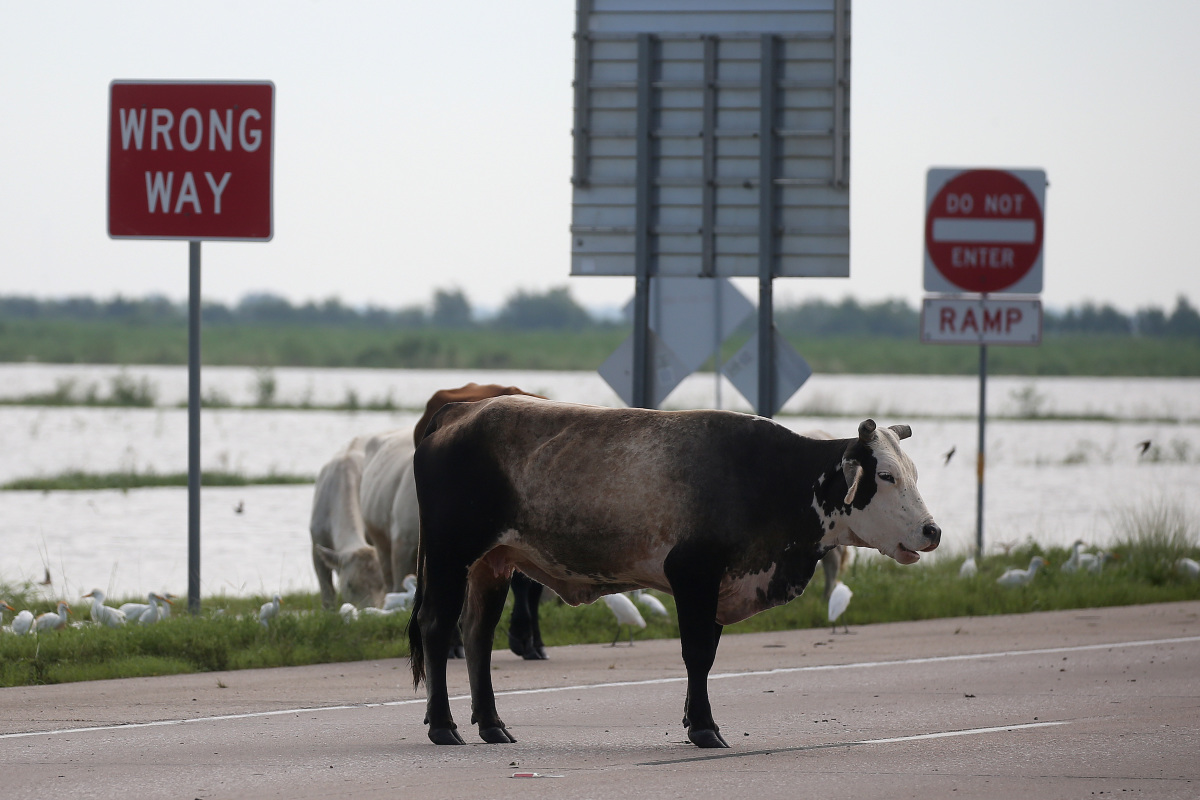 Judge Rules New Mexico Feral Cattle Can Be Shot From Helicopters | IBTimes