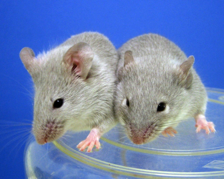 'Revolutionary': Scientists Create Mice With Two Fathers 'Revolutionary': Scientists Create Mice With Two Fathers