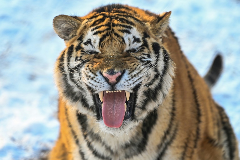 Easy, Tiger: Study Maps Big Cats' Personalities | IBTimes