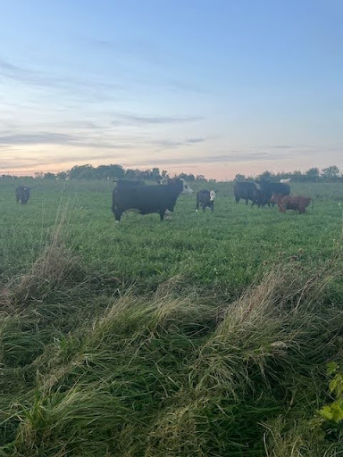 How Rosenkrans Natural Meat Company Has Harnessed Transparency and ...