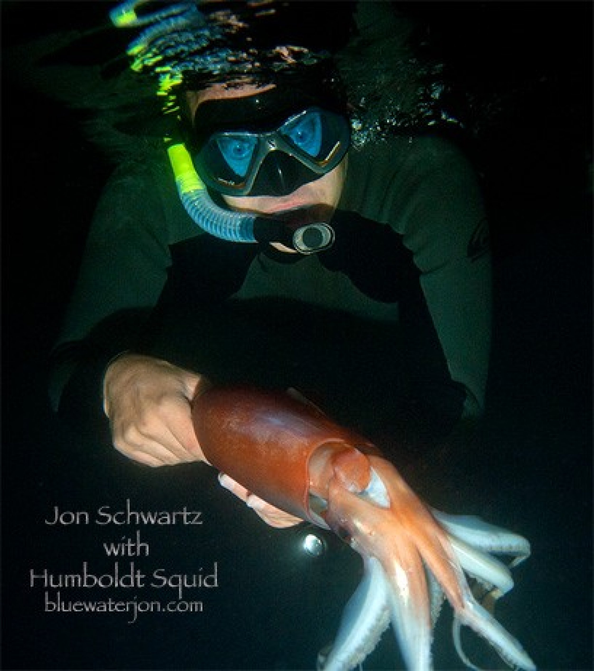 Humboldt Squid Invades Southern California Beaches [PHOTOS] | IBTimes