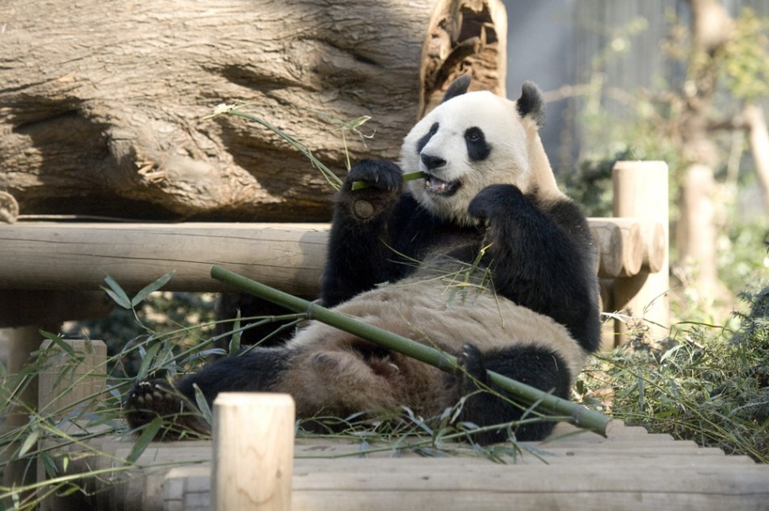 Can Pandas Be Used As A Diplomatic Weapon 